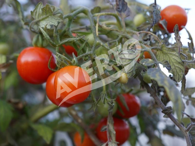 Pomidorų priežiūra - kaip sodinti, auginti ir prižiūrėti